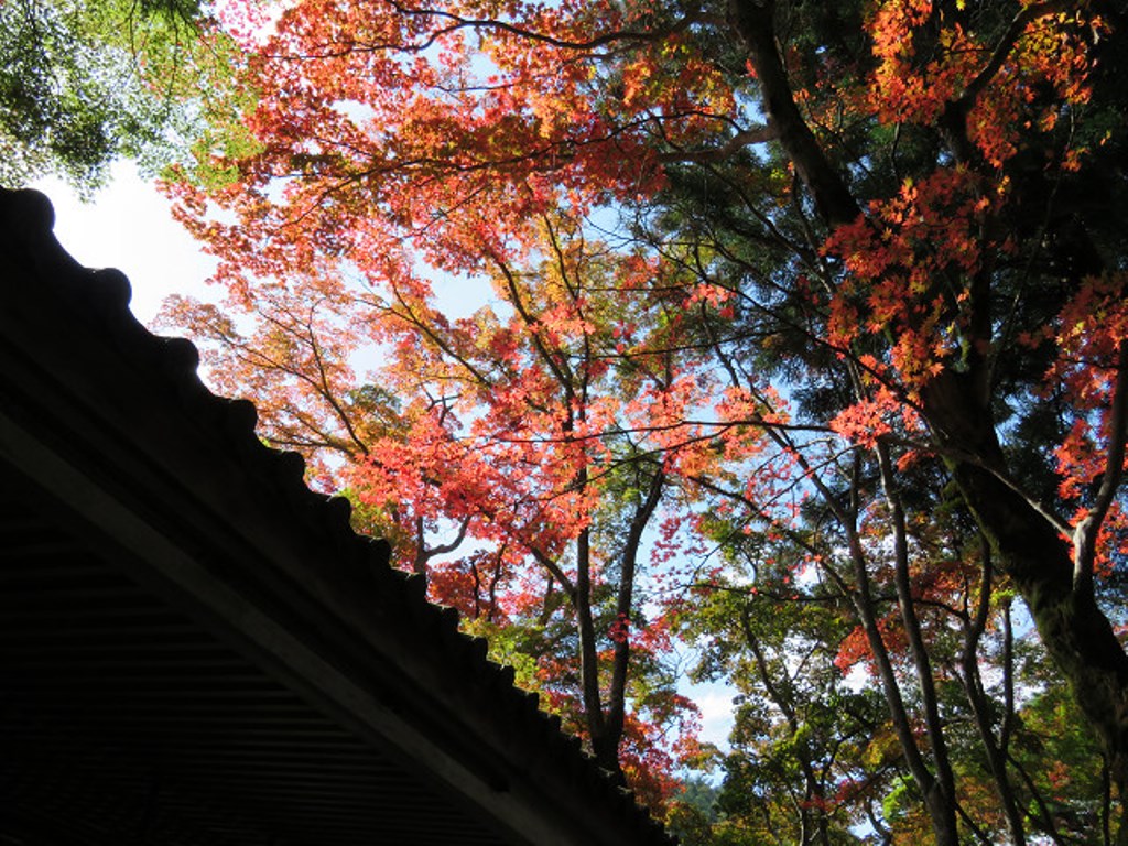 ⑥20171101 - Mt. Rokko and Mt. Maya Aerial Ride